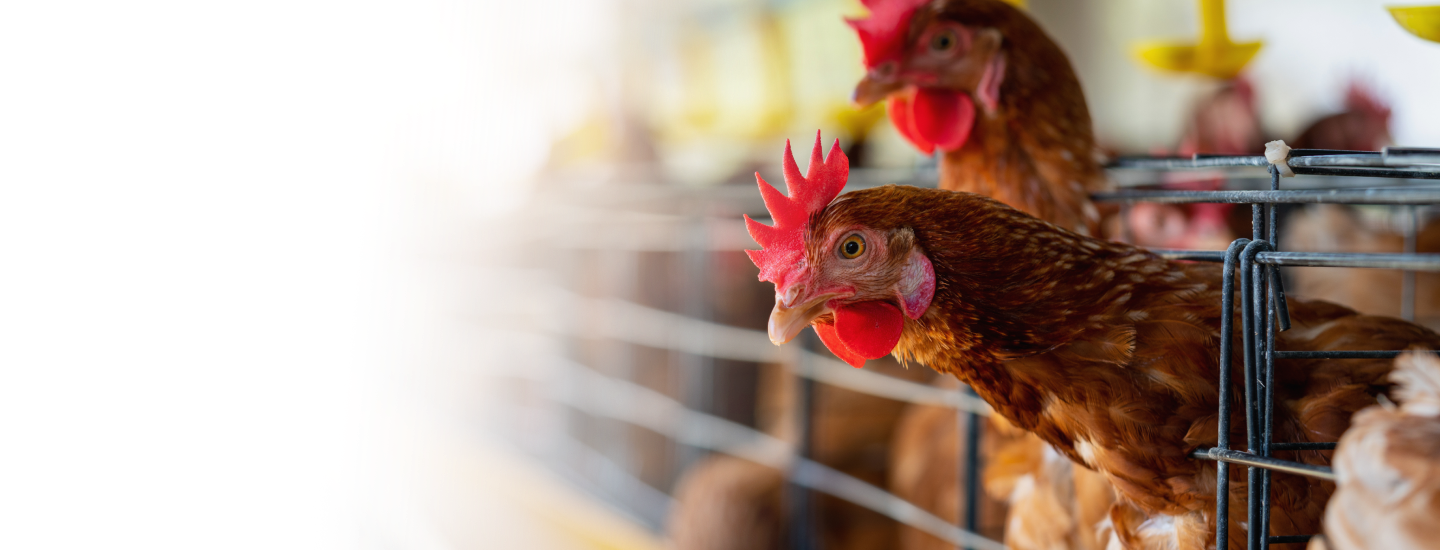 KAYAM - Jaya Chicken